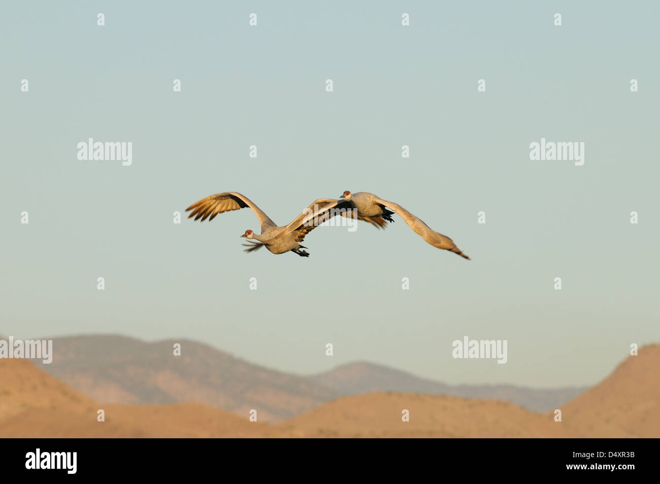 Sandhill Cranes in a pond and flying over the water and the hills at ...