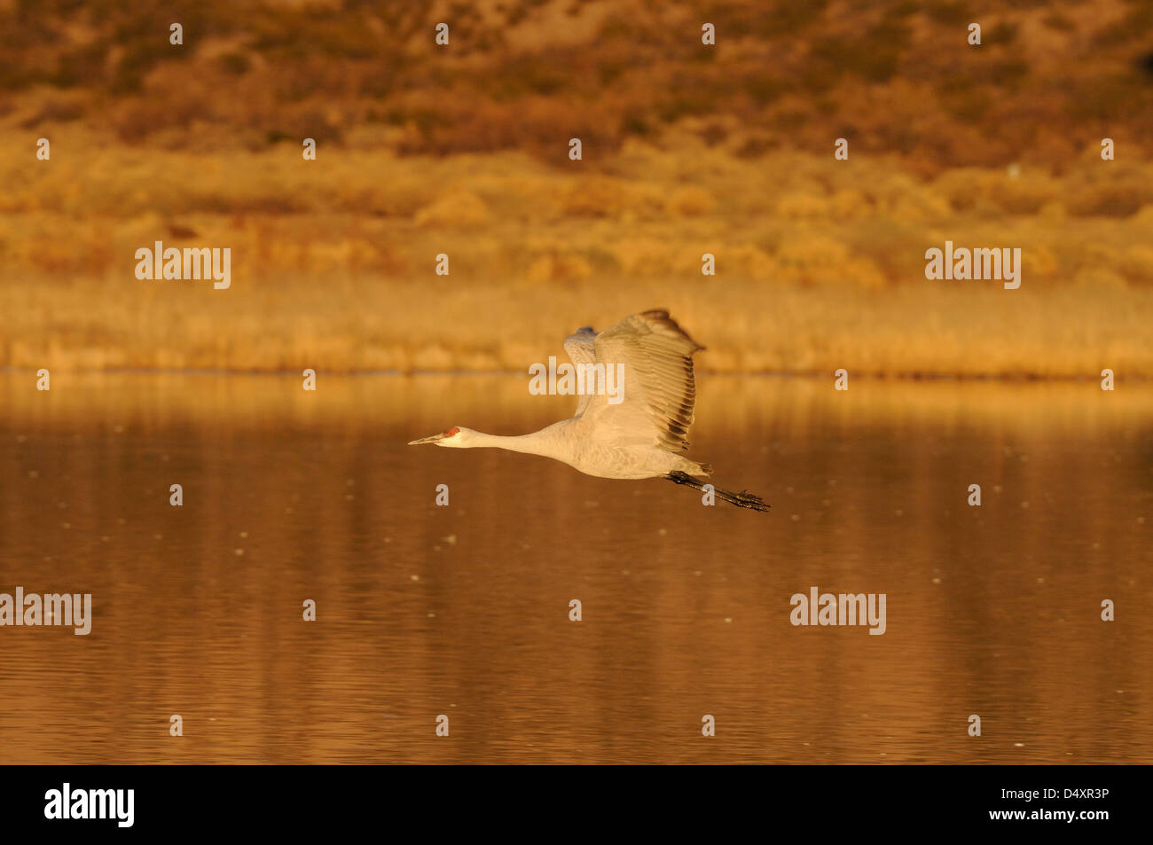 Sandhill Cranes in a pond and flying over the water and the hills at ...