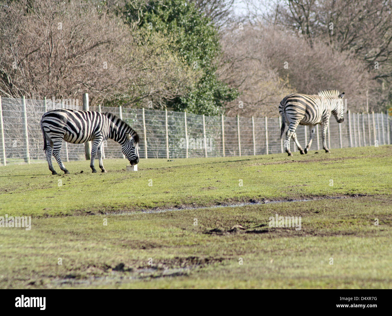 zebra in field Stock Photo - Alamy