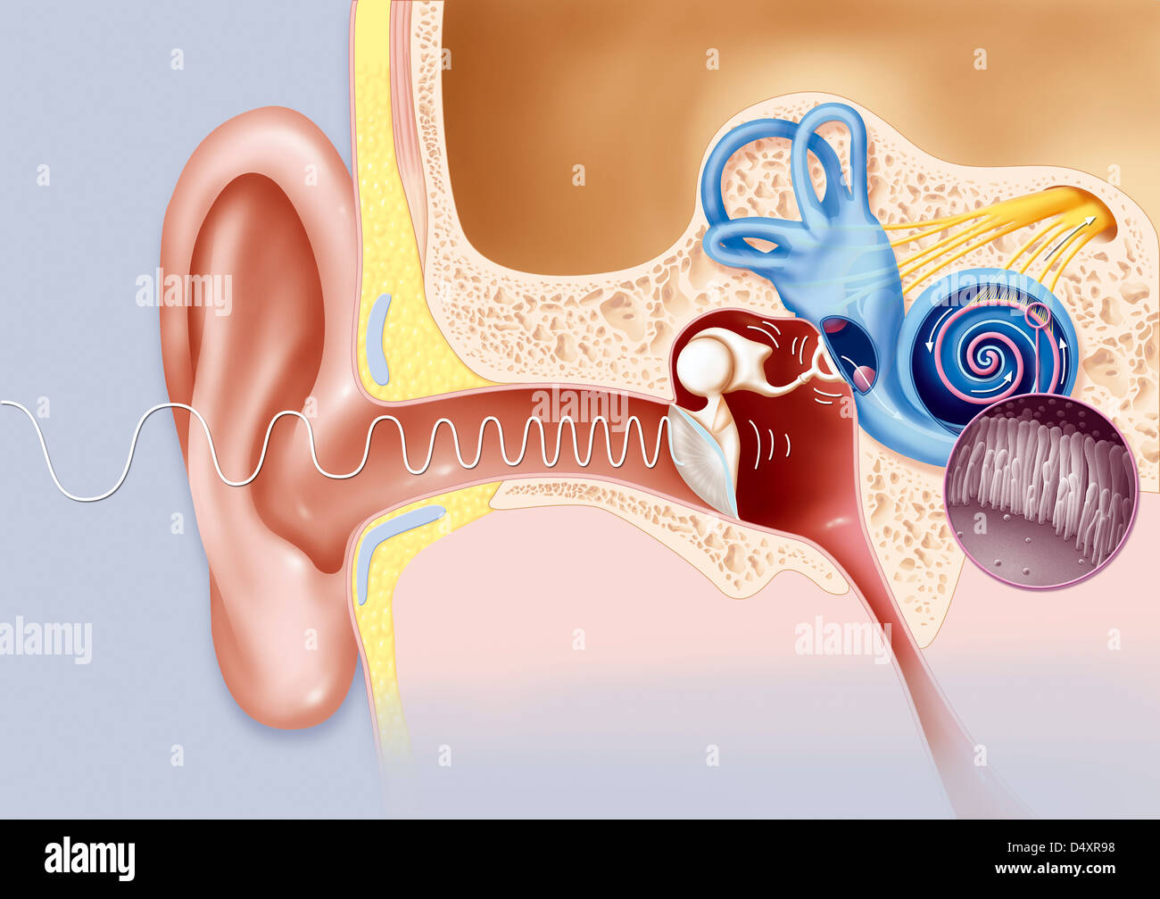 Normal ear drum hi-res stock photography and images - Alamy