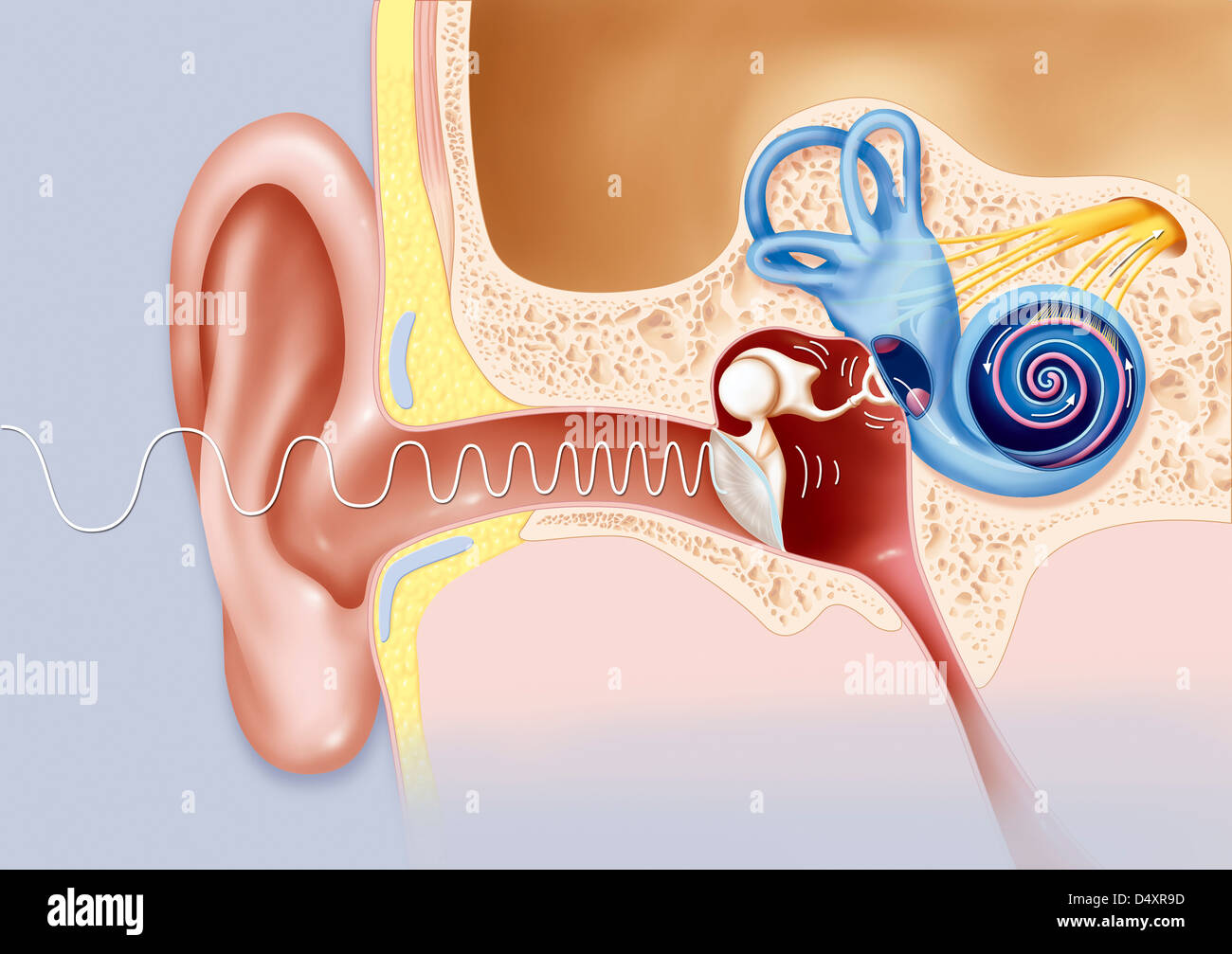Ear pathology hi-res stock photography and images - Alamy