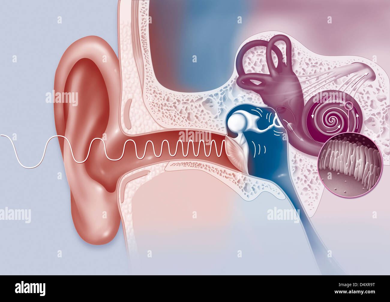 Ear canal hi-res stock photography and images - Alamy
