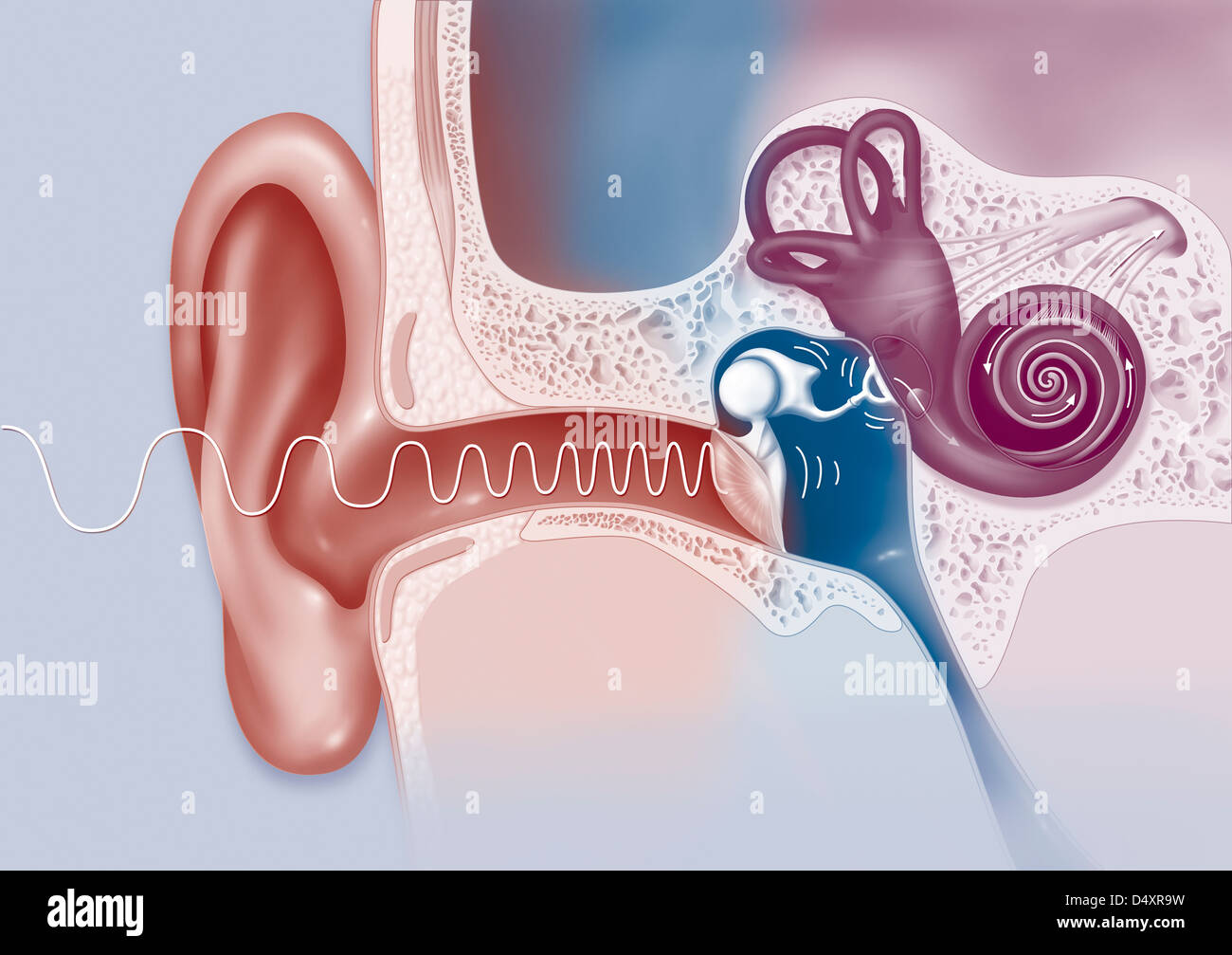 External Auditory Meatus High Resolution Stock Photography and Images ...