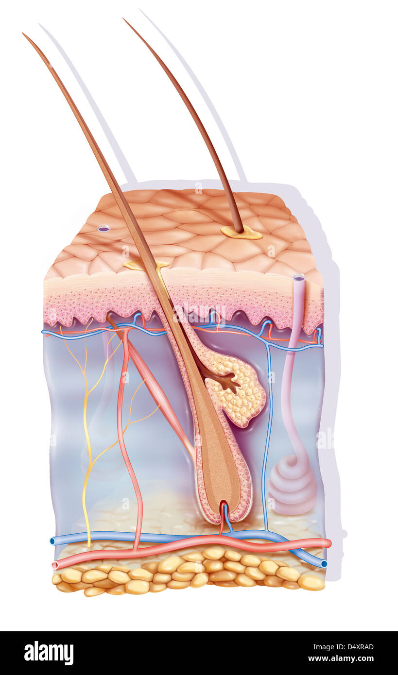 Skin veins hi-res stock photography and images - Alamy