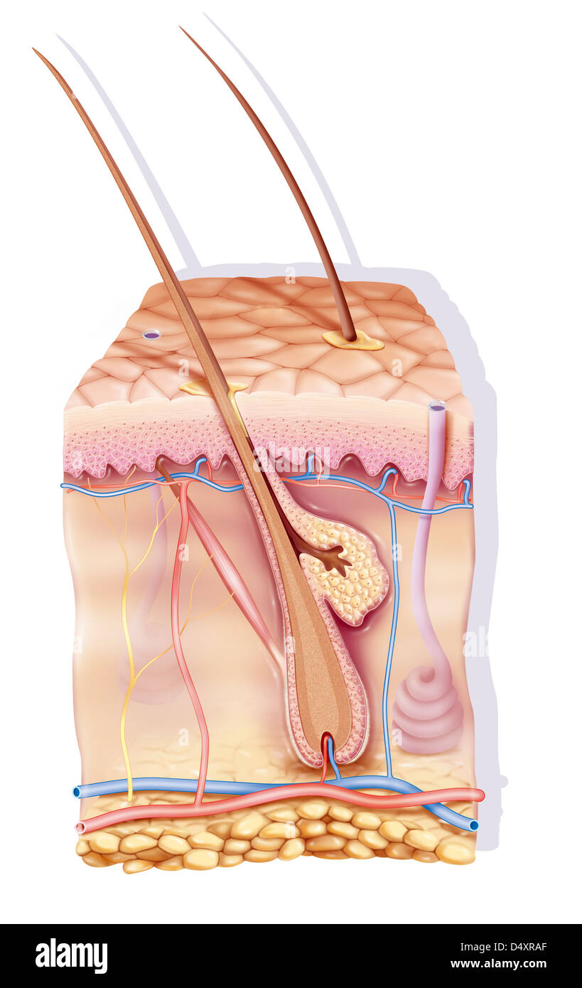 Skin veins hi-res stock photography and images - Alamy