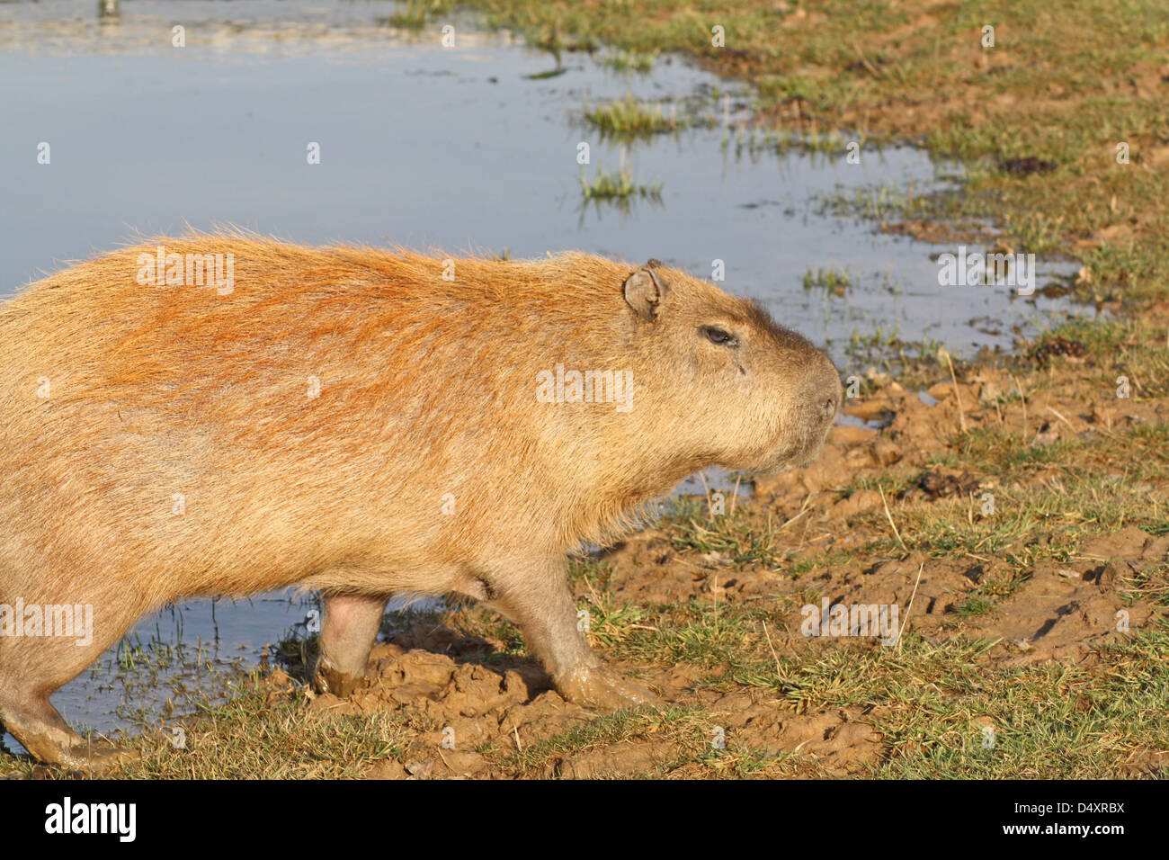 Clara The Capybara
