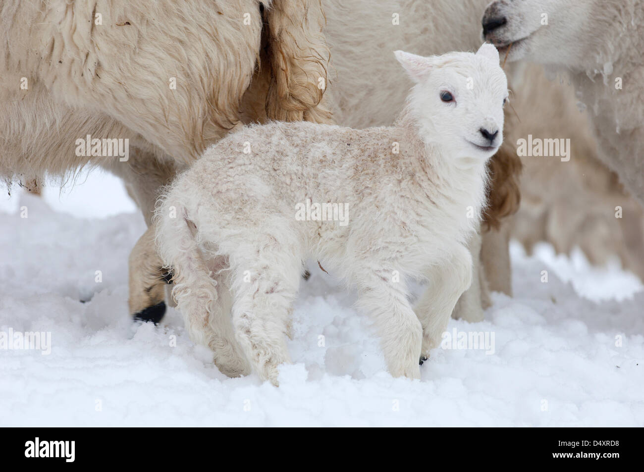 Farmer lamb snow hi-res stock photography and images - Alamy