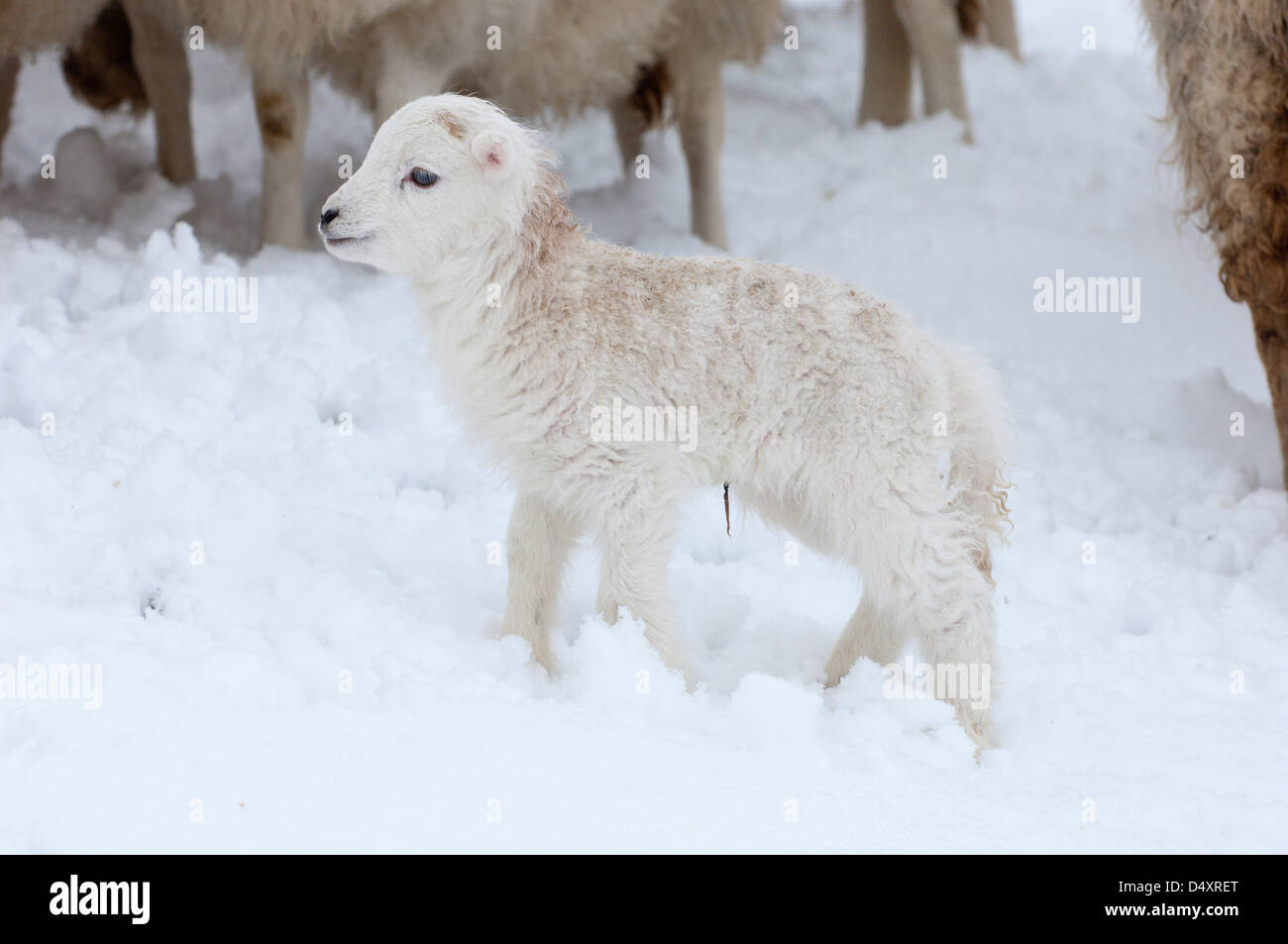 Lost lamb snow hi-res stock photography and images - Alamy