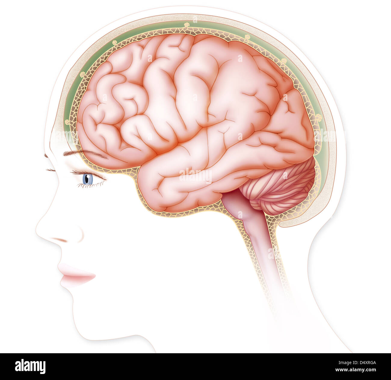 Brain and spinal cord drawing hi-res stock photography and images - Alamy
