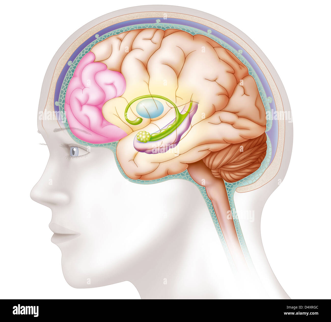 Hippocampus brain drawing hi-res stock photography and images - Alamy