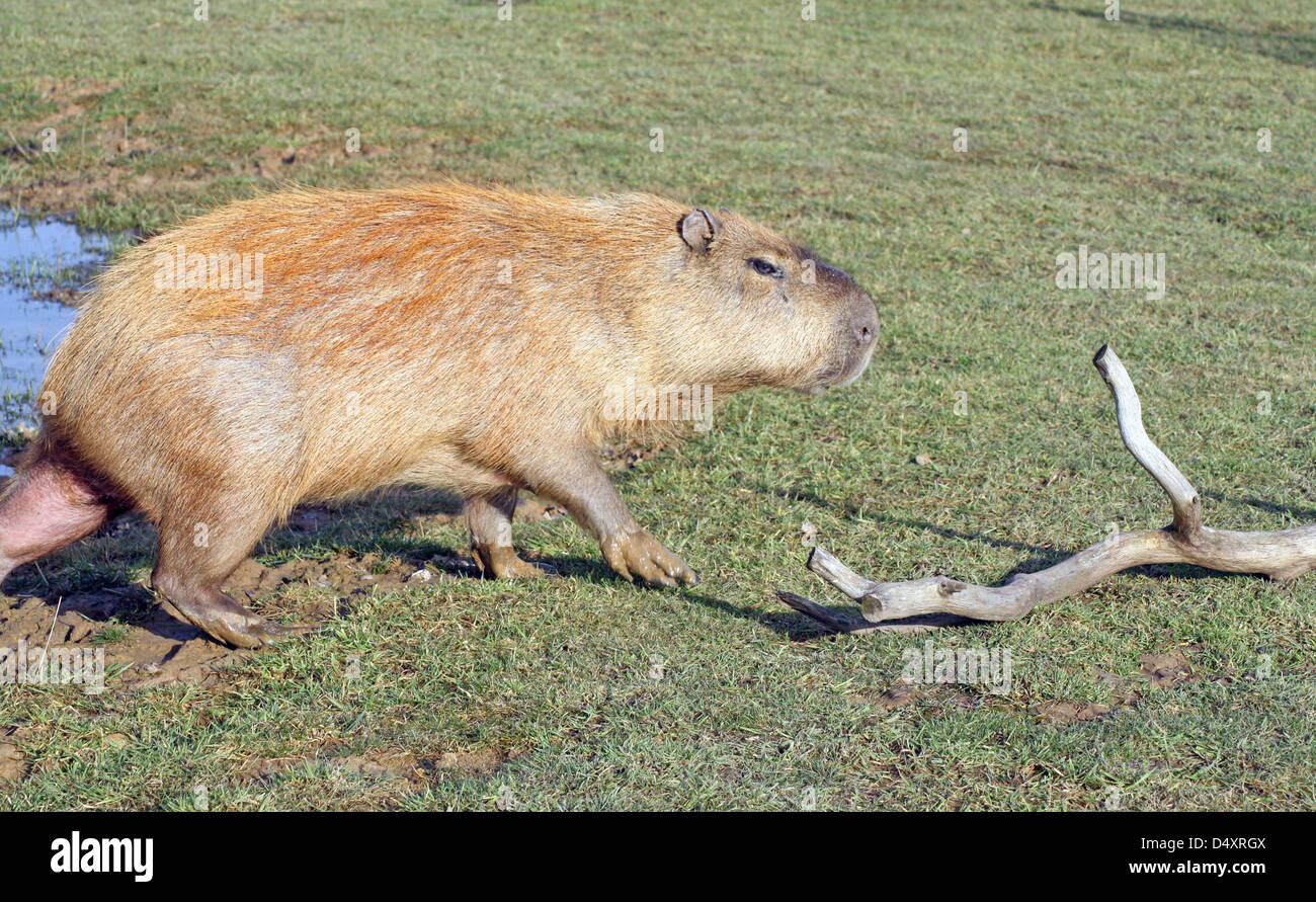 Carpincho head hi-res stock photography and images - Alamy