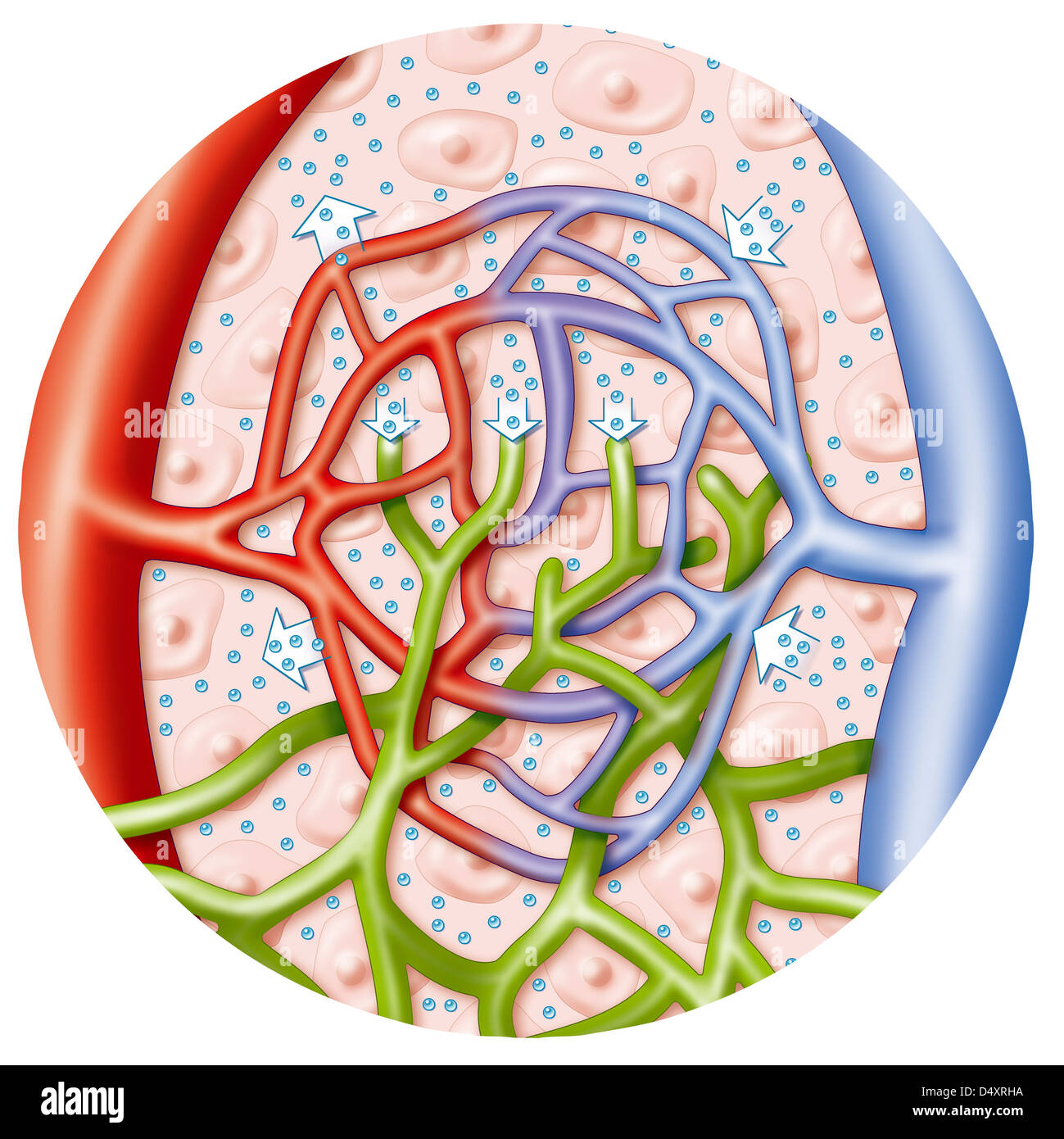 WATER CIRCULATION, ILLUSTRATION Stock Photo - Alamy