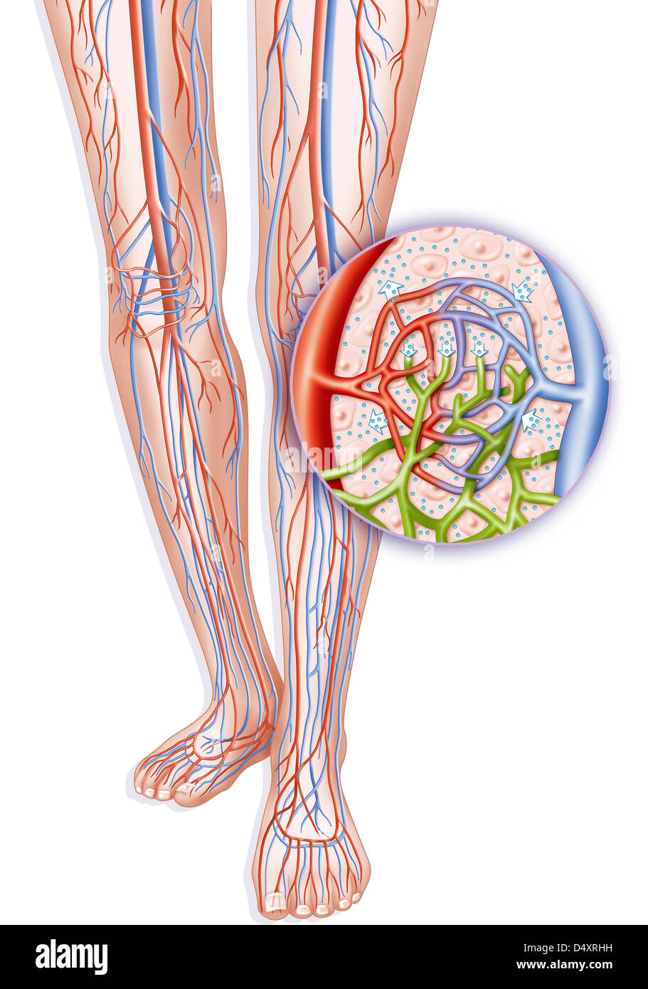 Veins arteries foot hi-res stock photography and images - Alamy