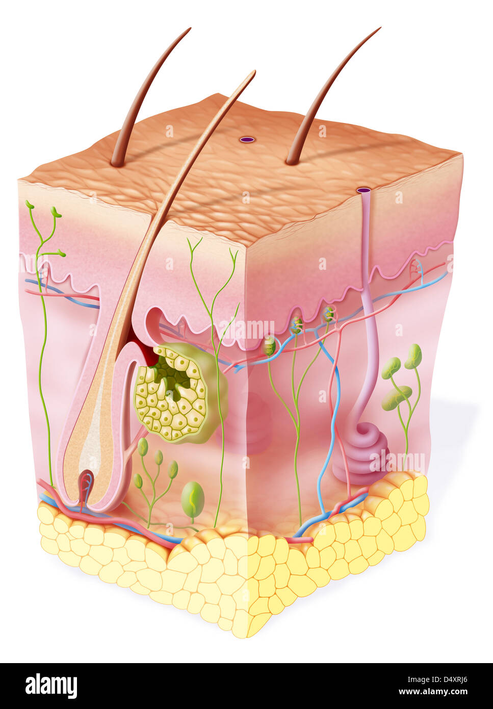 Skin veins hi-res stock photography and images - Alamy