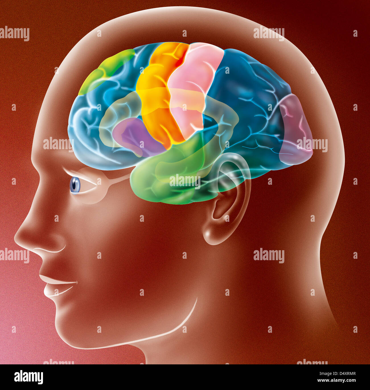 Primary Auditory Cortex