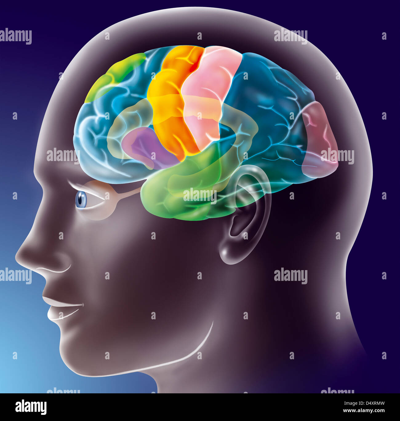 Primary motor cortex hi-res stock photography and images - Alamy