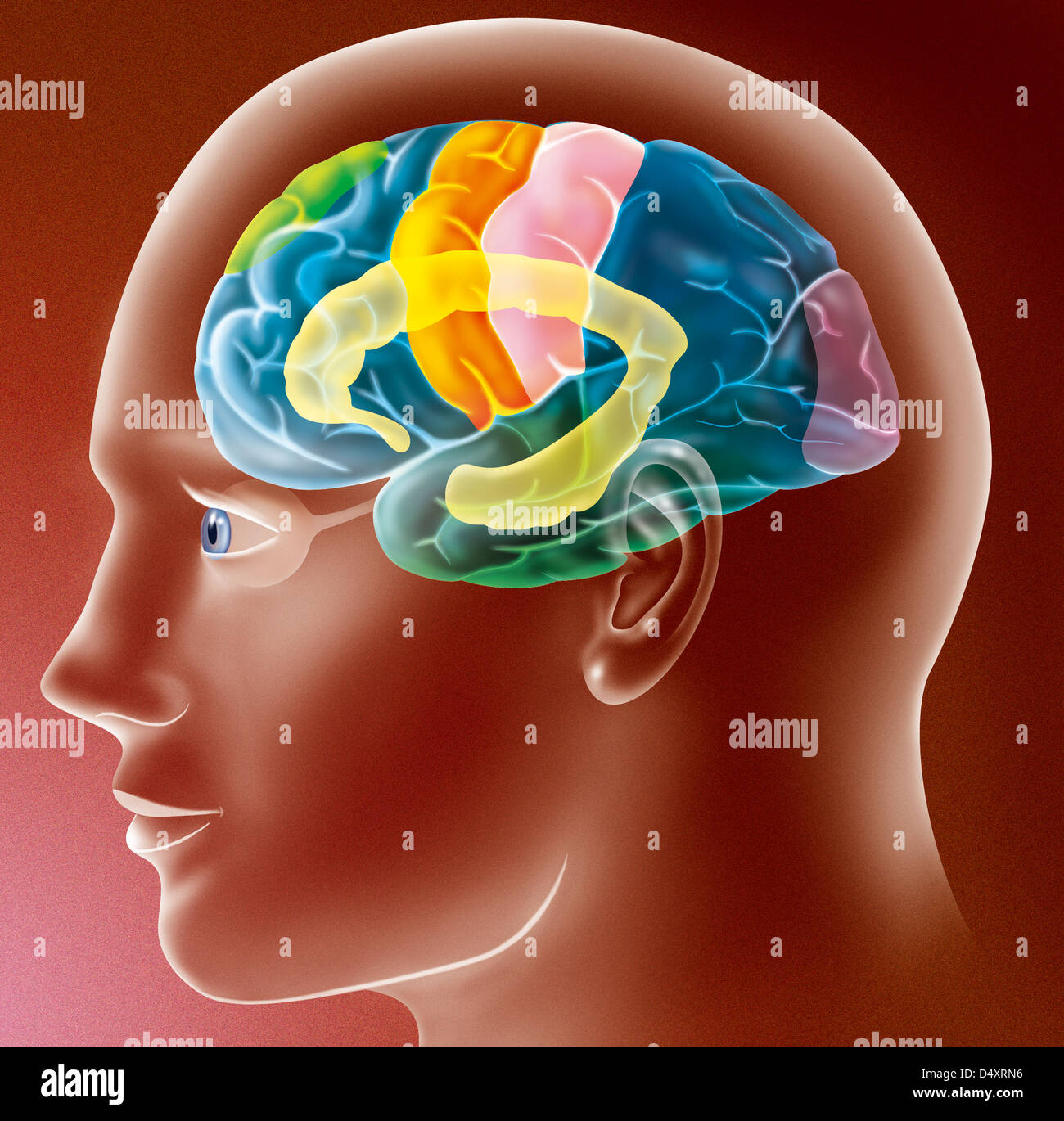 Motor Cortex High Resolution Stock Photography and Images - Alamy