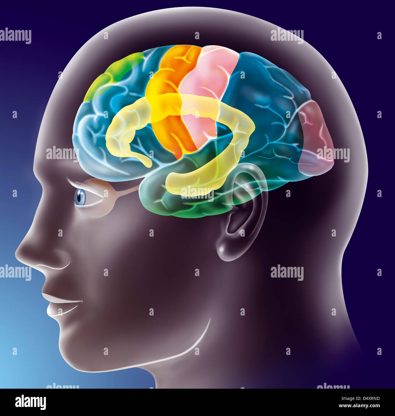 Brain prefrontal cortex hi-res stock photography and images - Alamy