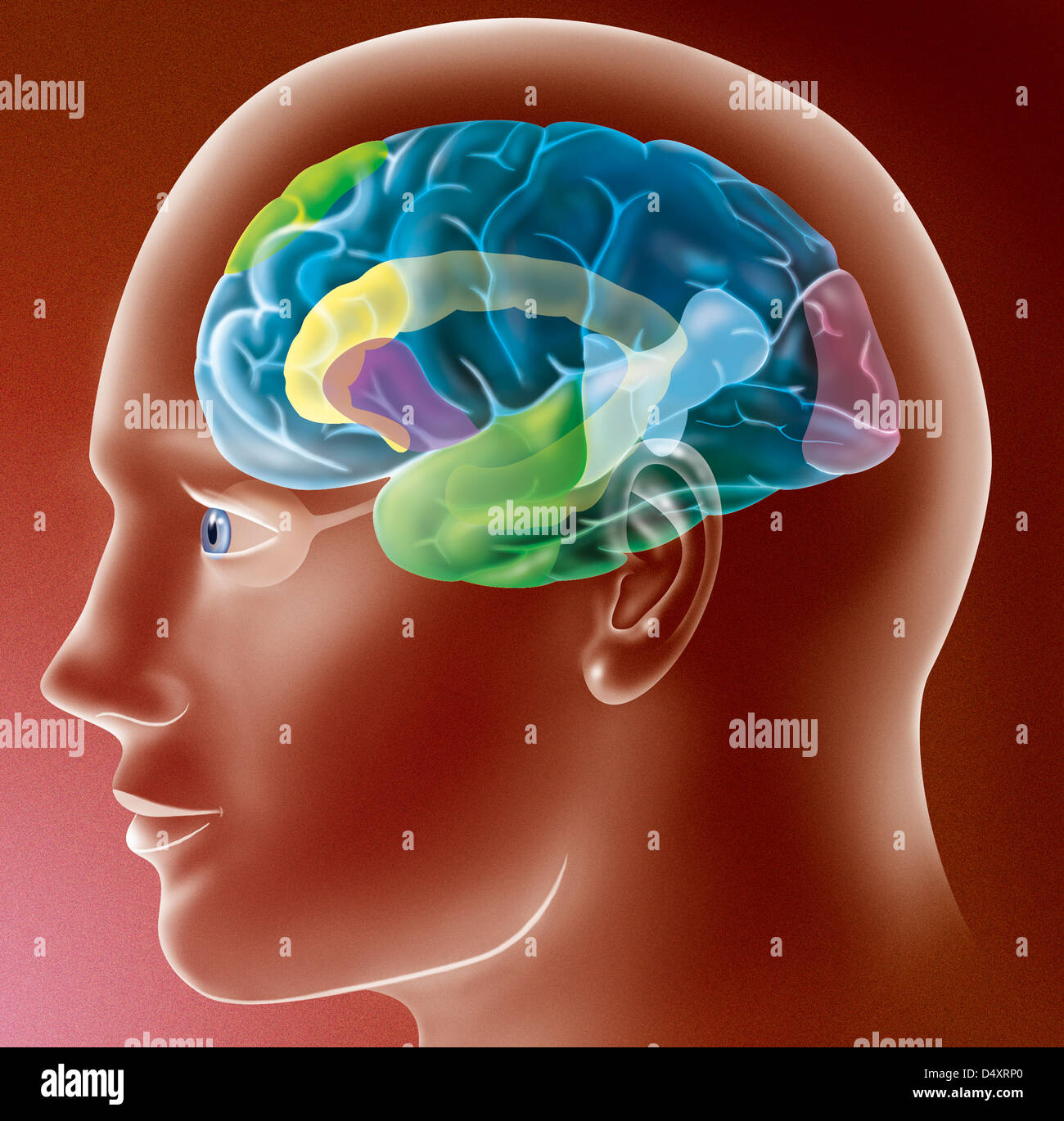 Visual cortex hi-res stock photography and images - Alamy