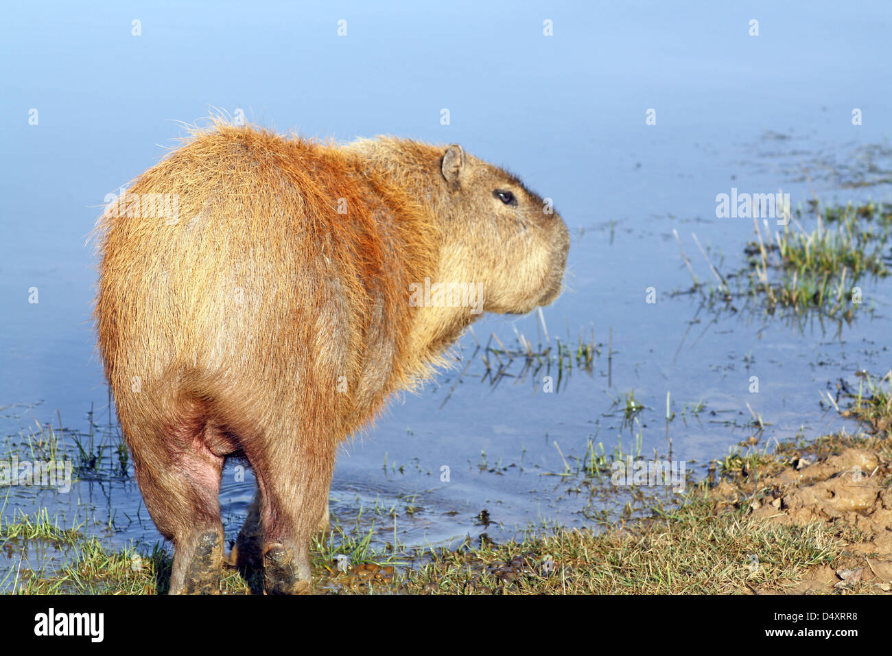 South american capybara hi-res stock photography and images - Alamy