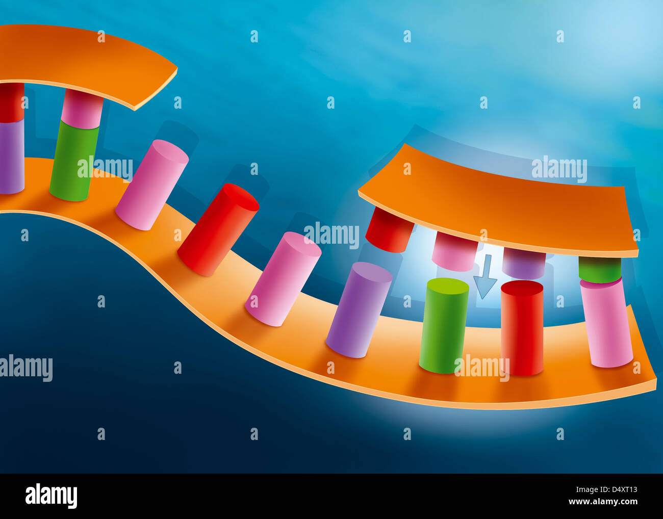 Dna replication hi-res stock photography and images - Alamy