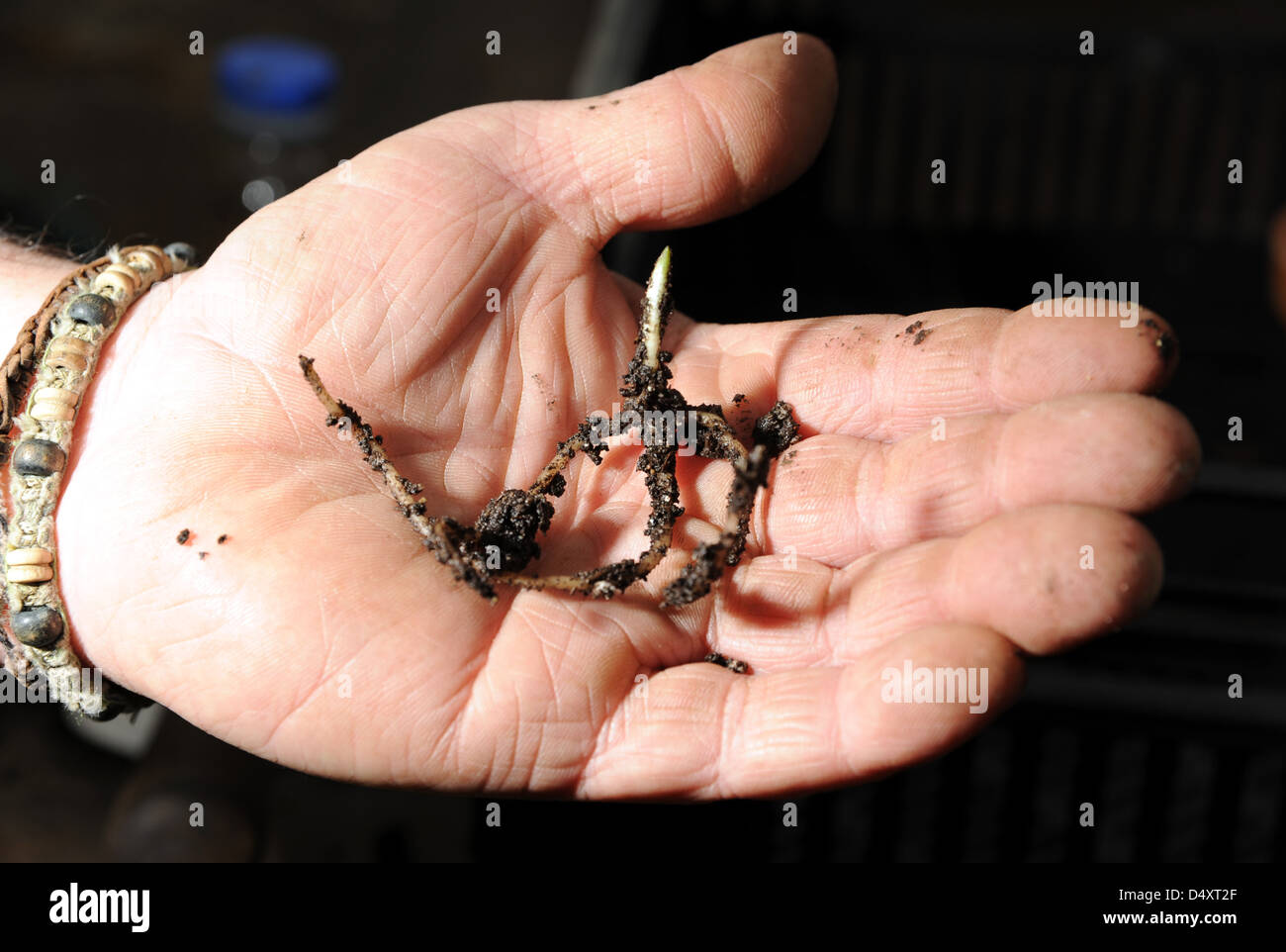 Mark Gapper the wild plant manager for Brighton and Hove City Council ...