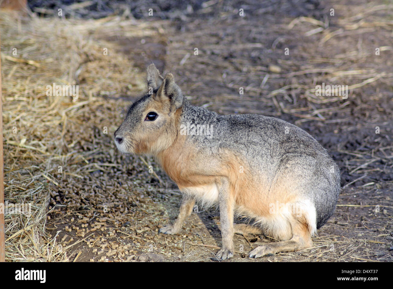 Mara animal hi-res stock photography and images - Alamy