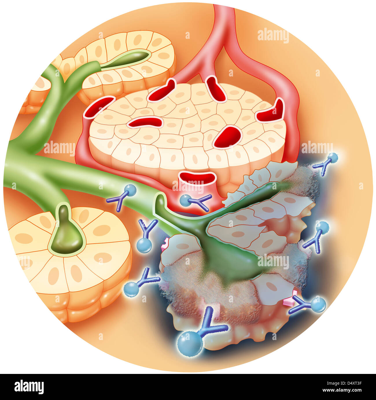 X ray drawing hi-res stock photography and images - Alamy