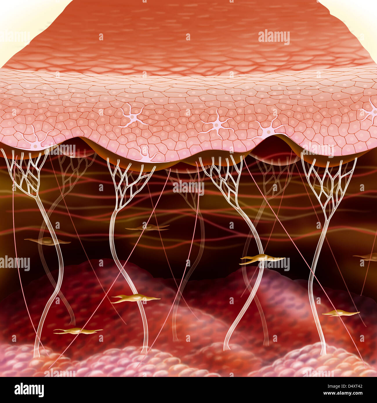 Human skin cells artwork hi-res stock photography and images - Alamy