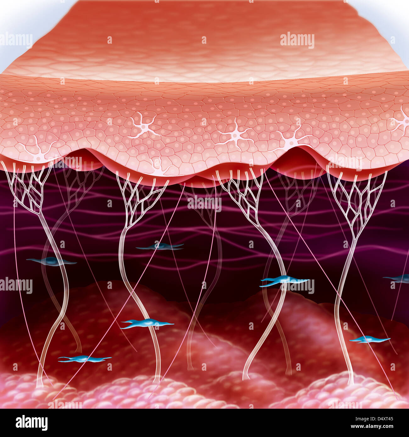 Human skin cells artwork hi-res stock photography and images - Alamy