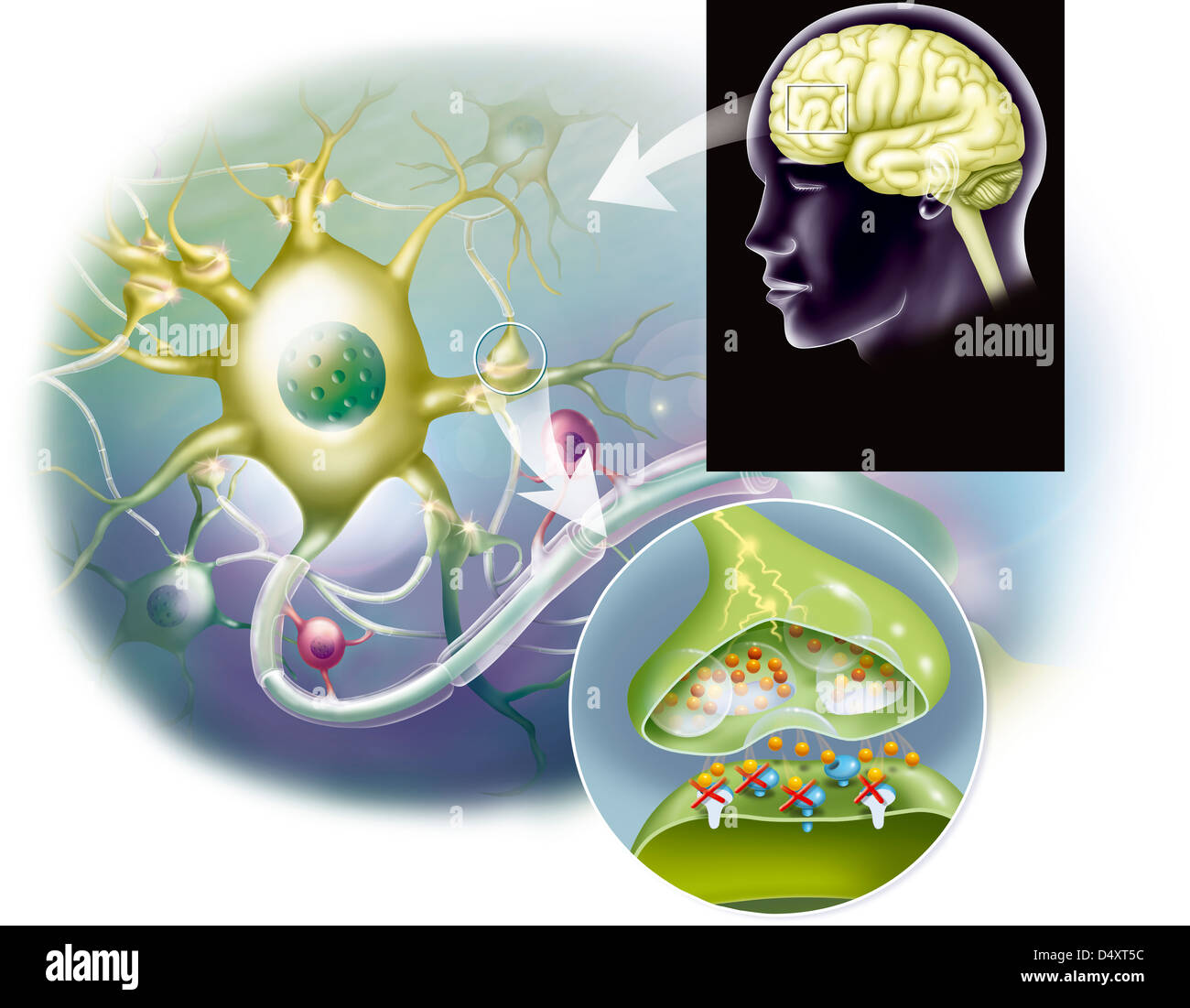 Neuronal system Cut Out Stock Images & Pictures - Alamy