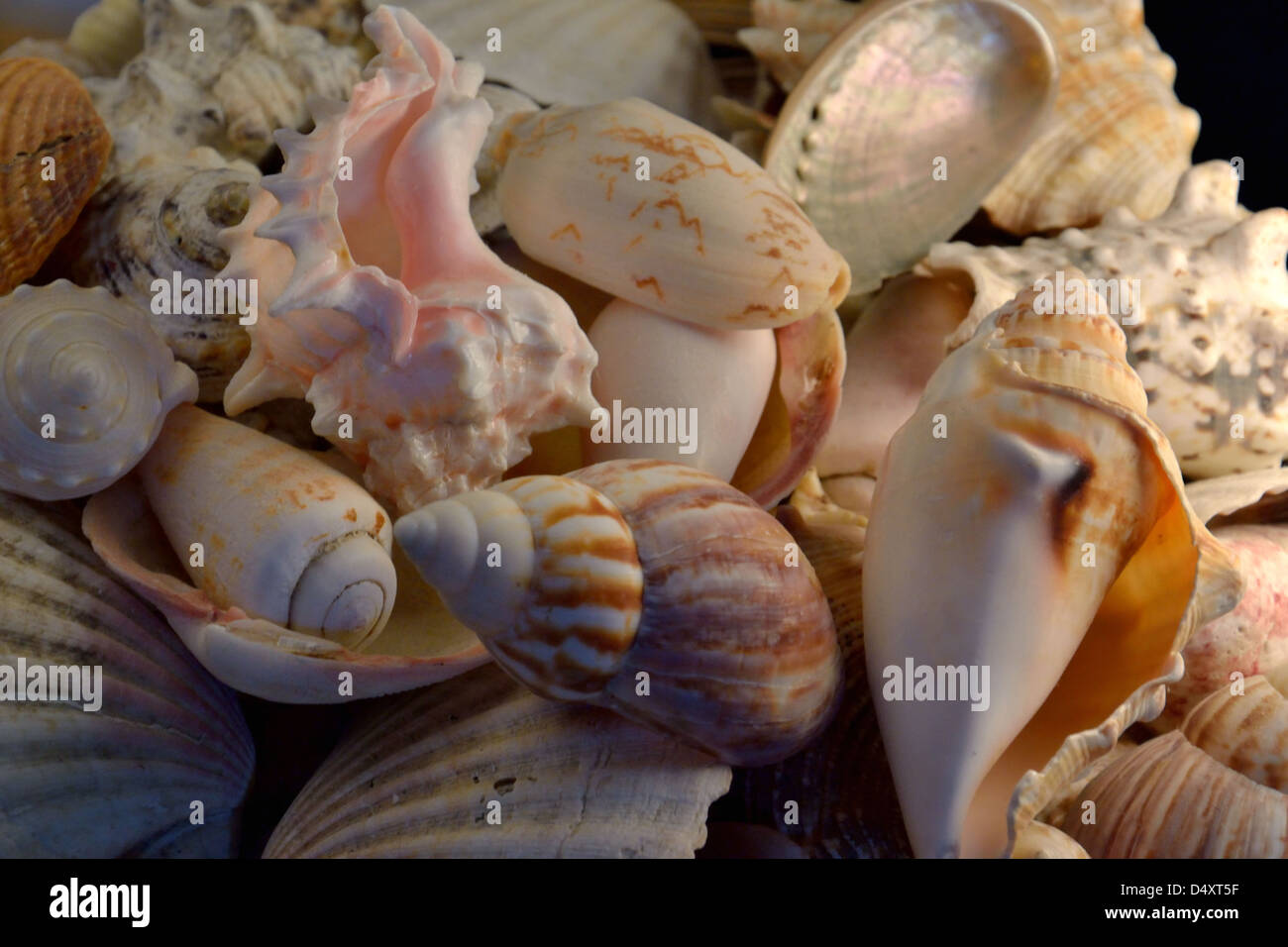 A still life of a variety of sea shells Stock Photo - Alamy