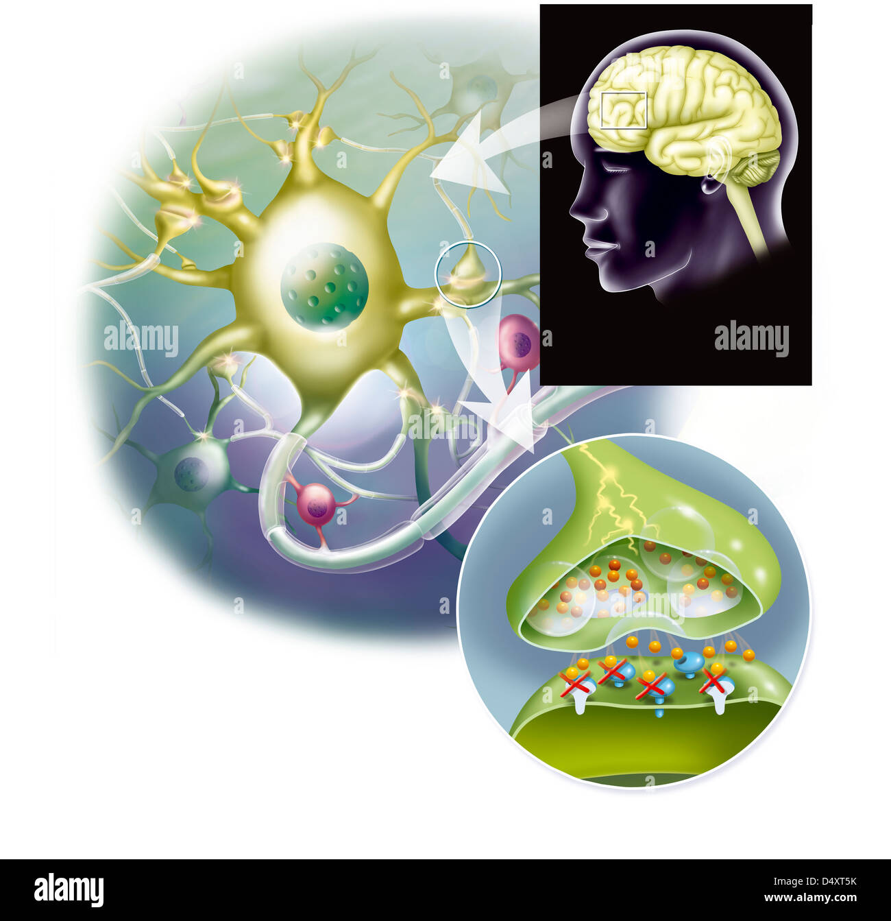 Drawing anatomy normal nervous system hi-res stock photography and ...