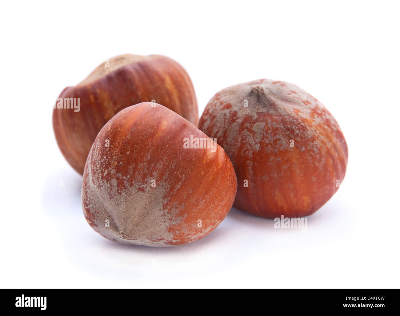 Macro hazelnut nutshell on Cut Out Stock Images & Pictures - Alamy