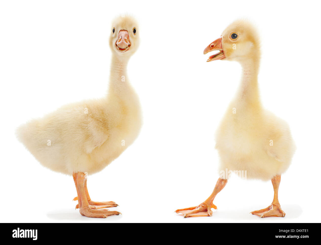 With two young Cut Out Stock Images & Pictures - Alamy