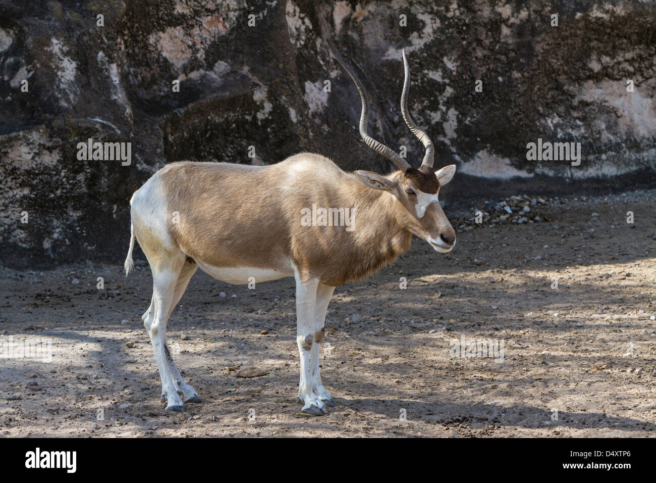 The Addax at the Gladys Porter Zoo in Brownsville, Texas, USA Stock ...
