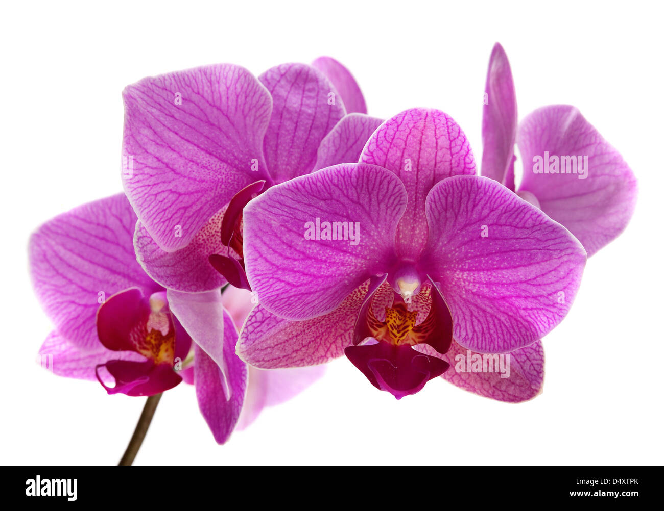 Purple orchid flower closeup isolated on white Stock Photo - Alamy