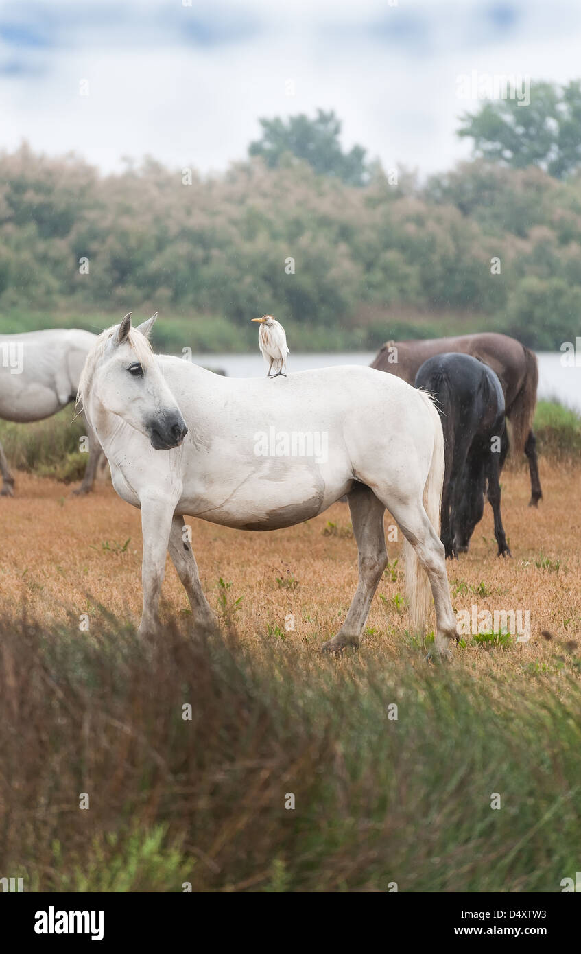 Horse riding camargue hi-res stock photography and images - Alamy