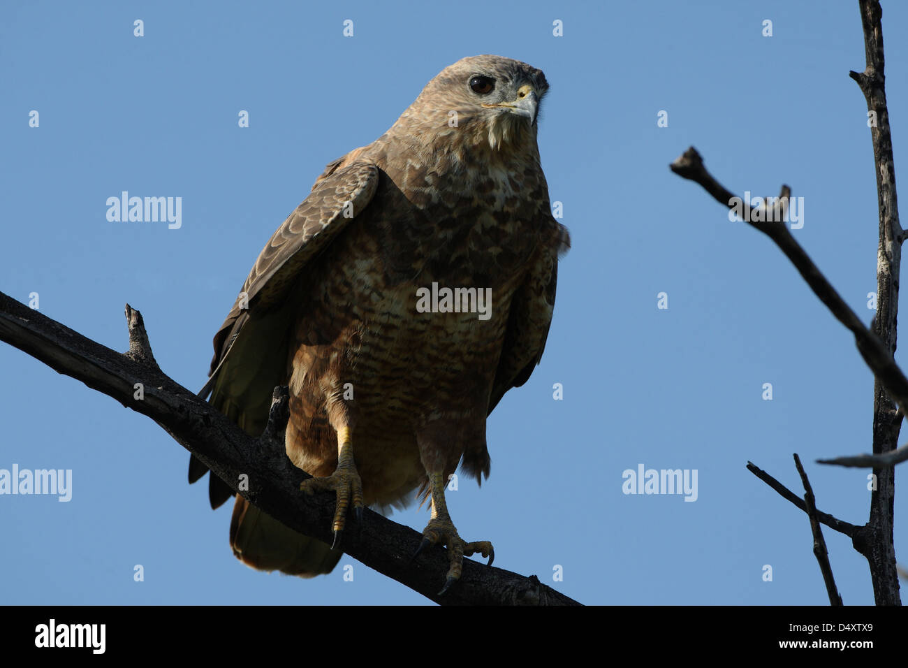 African grouse hi-res stock photography and images - Alamy