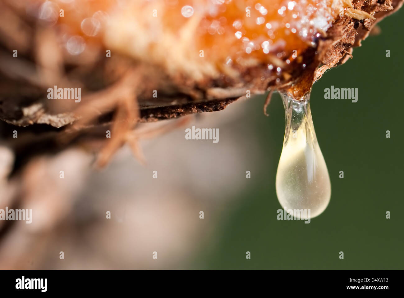 Closeup wounded Tree in forest Stock Photo - Alamy