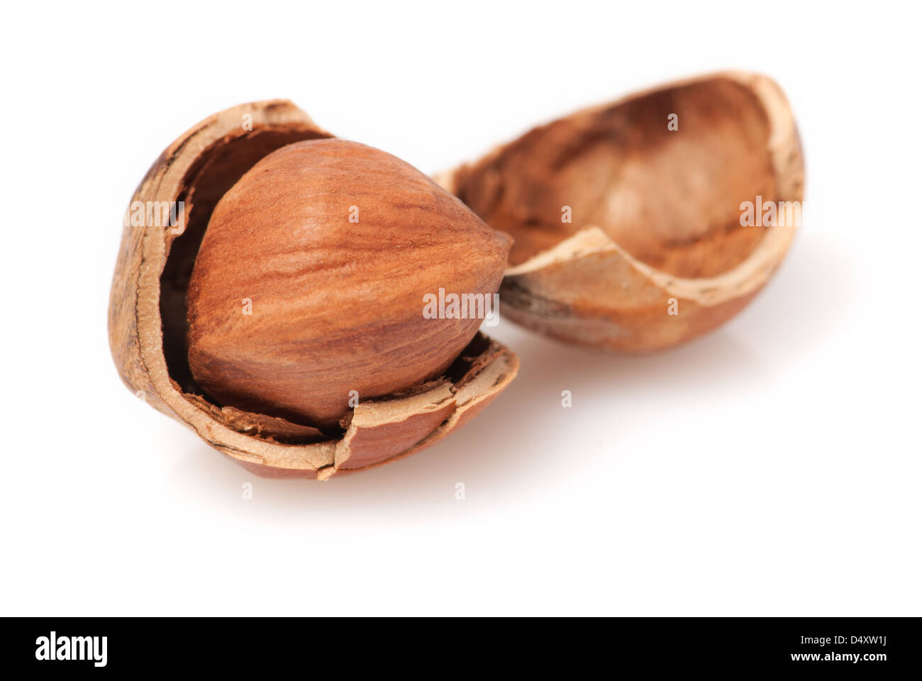 Hazelnut on white background Stock Photo - Alamy