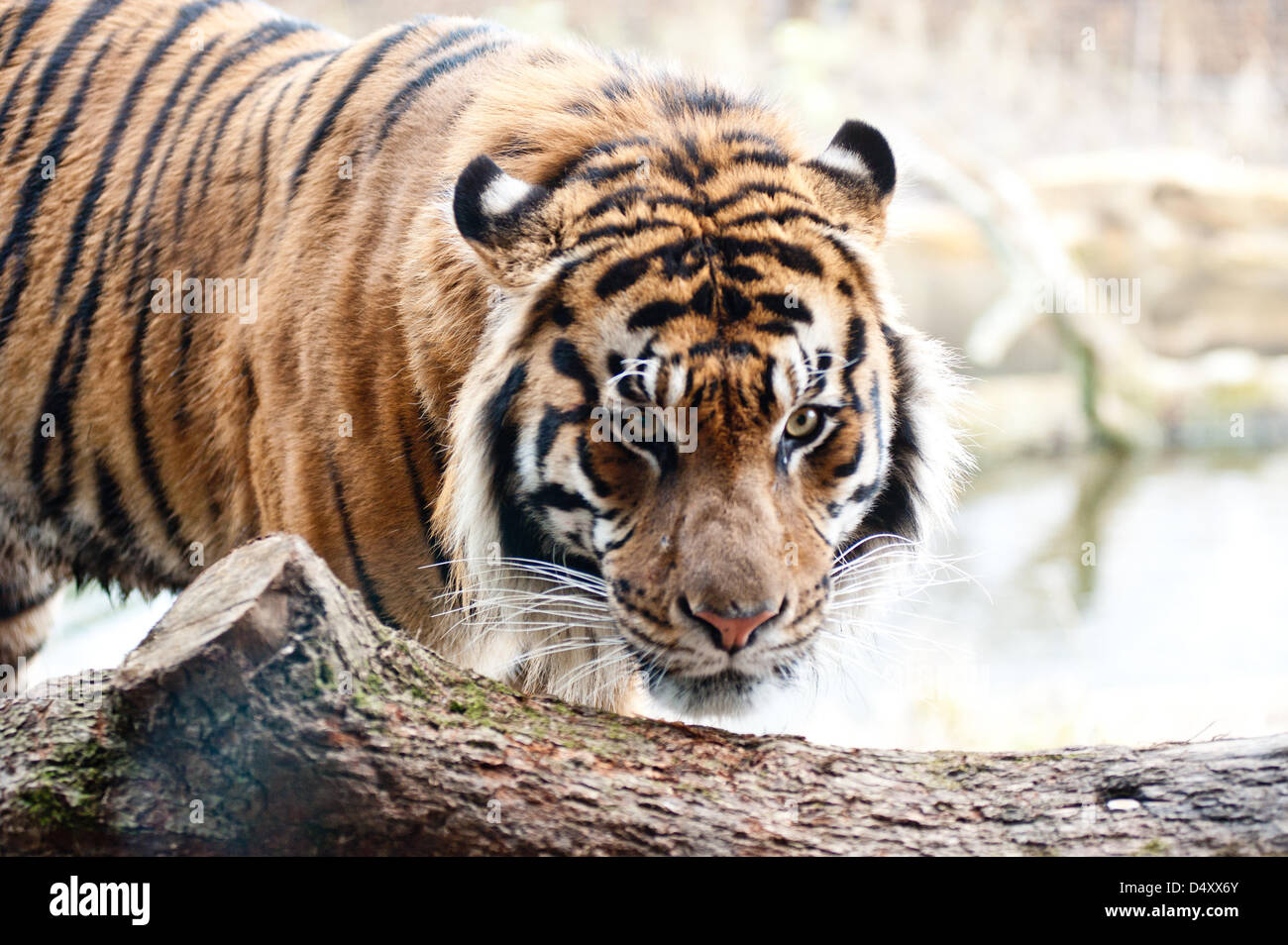 New tiger enclosure at london zoo hi-res stock photography and images ...