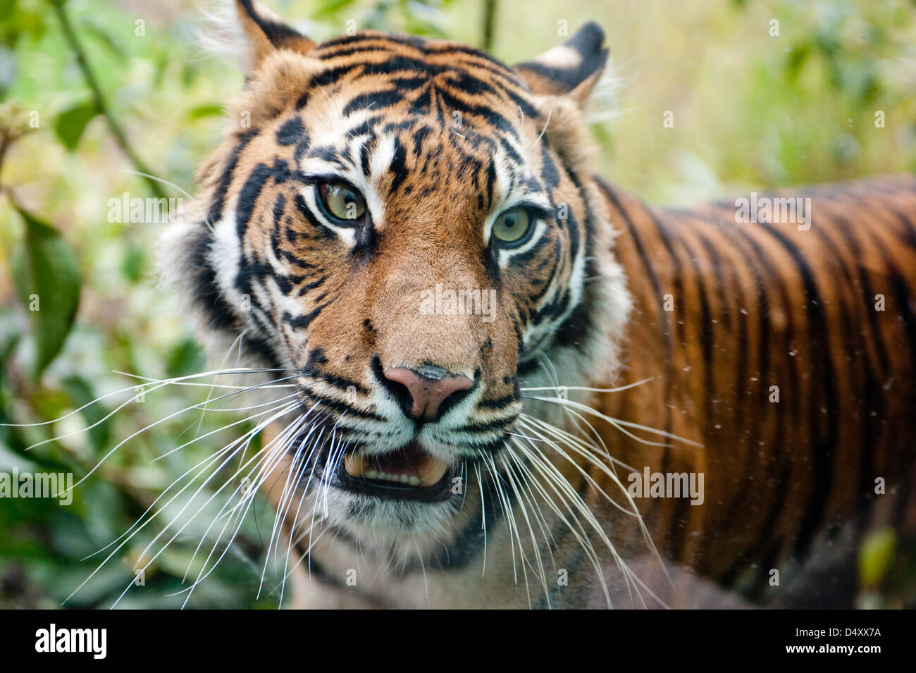 Wildlife programme hi-res stock photography and images - Alamy