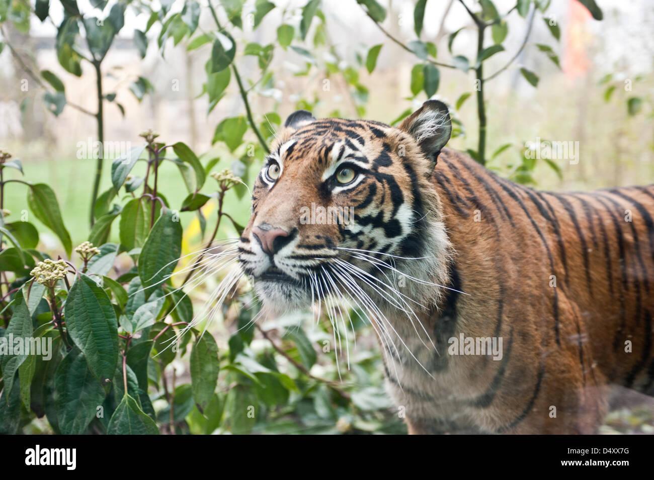 London, UK. 20th March 2013. ZSL London Zoo’s brand new Sumatran tiger ...