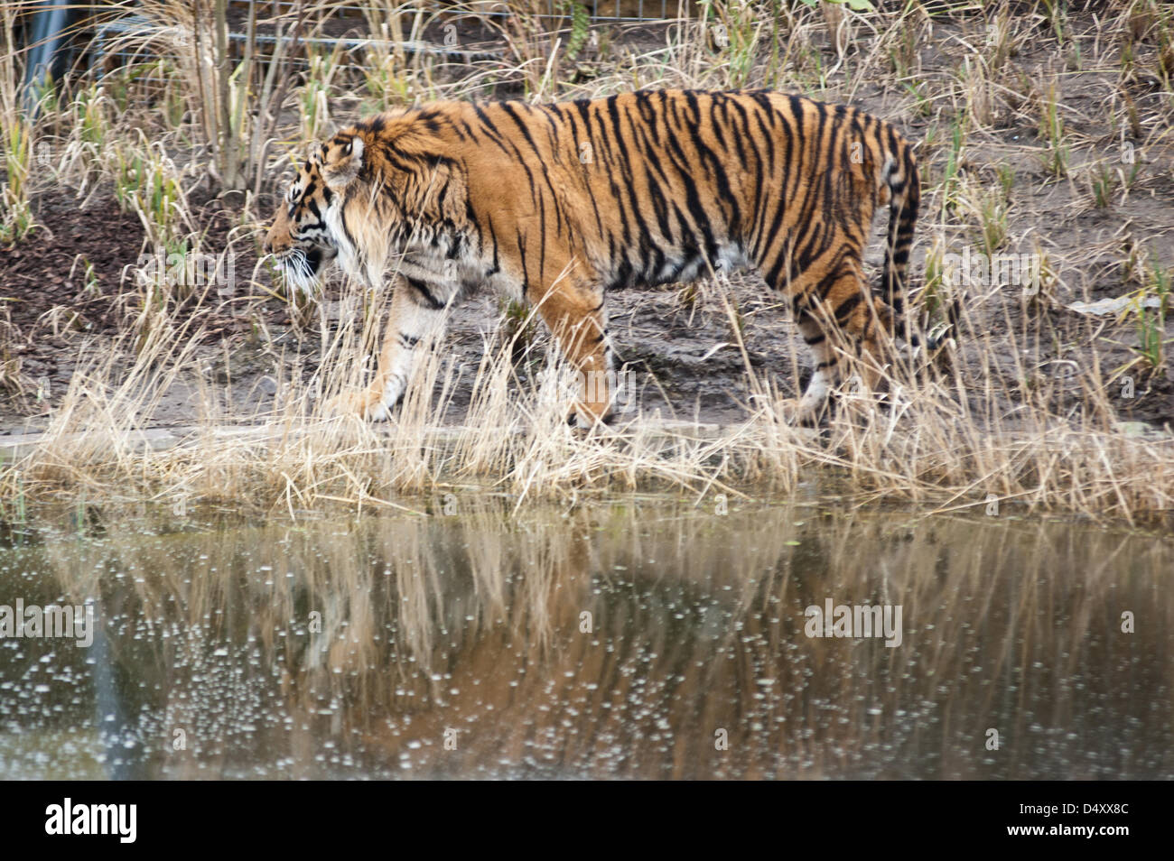 London, UK. 20th March 2013. ZSL London Zoo’s brand new Sumatran tiger ...