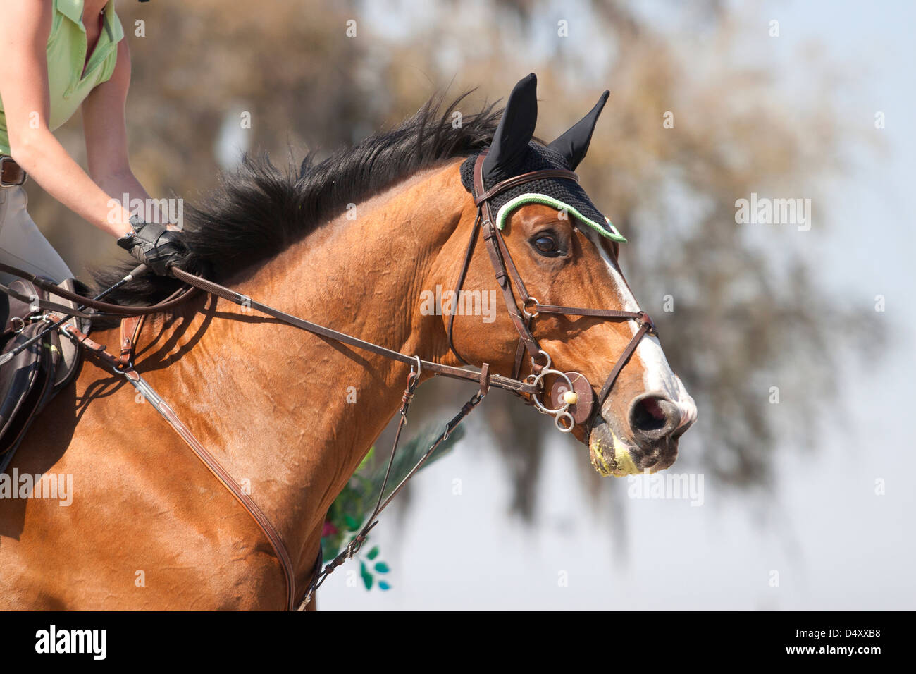 Head shot of a bright bay horse competing in jumping Stock Photo - Alamy