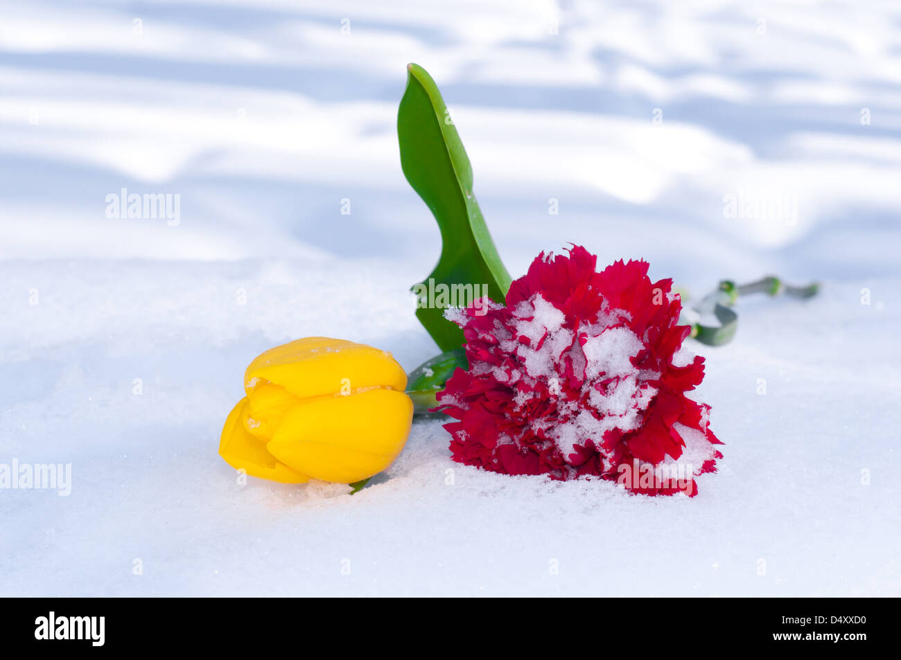 Melting snow on flower hi-res stock photography and images - Alamy