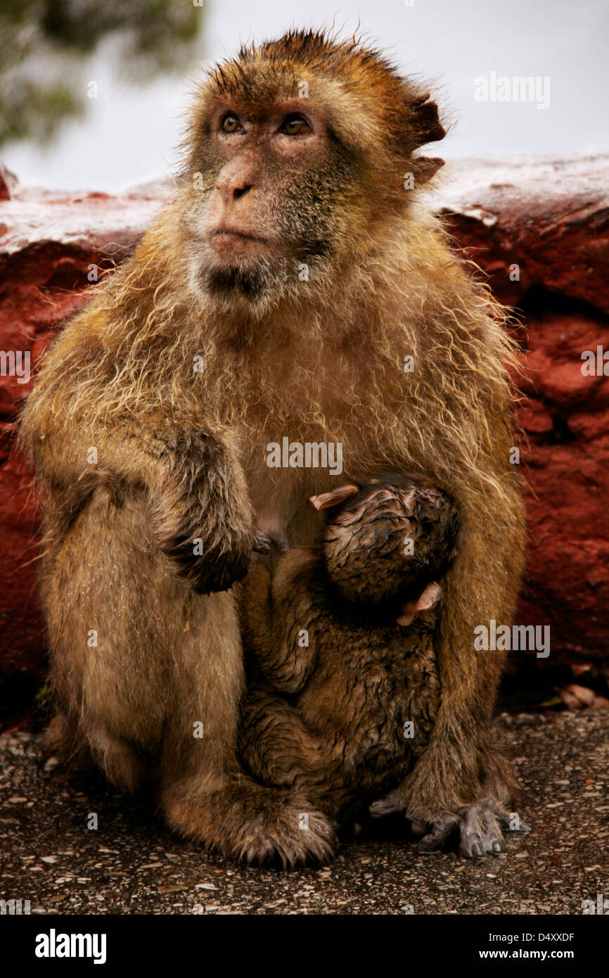 Babary Macaque mother and son Stock Photo - Alamy
