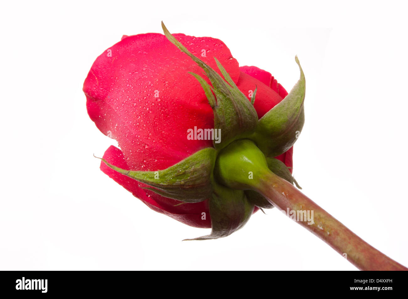 Only beautiful red rose on the white background view from below with ...