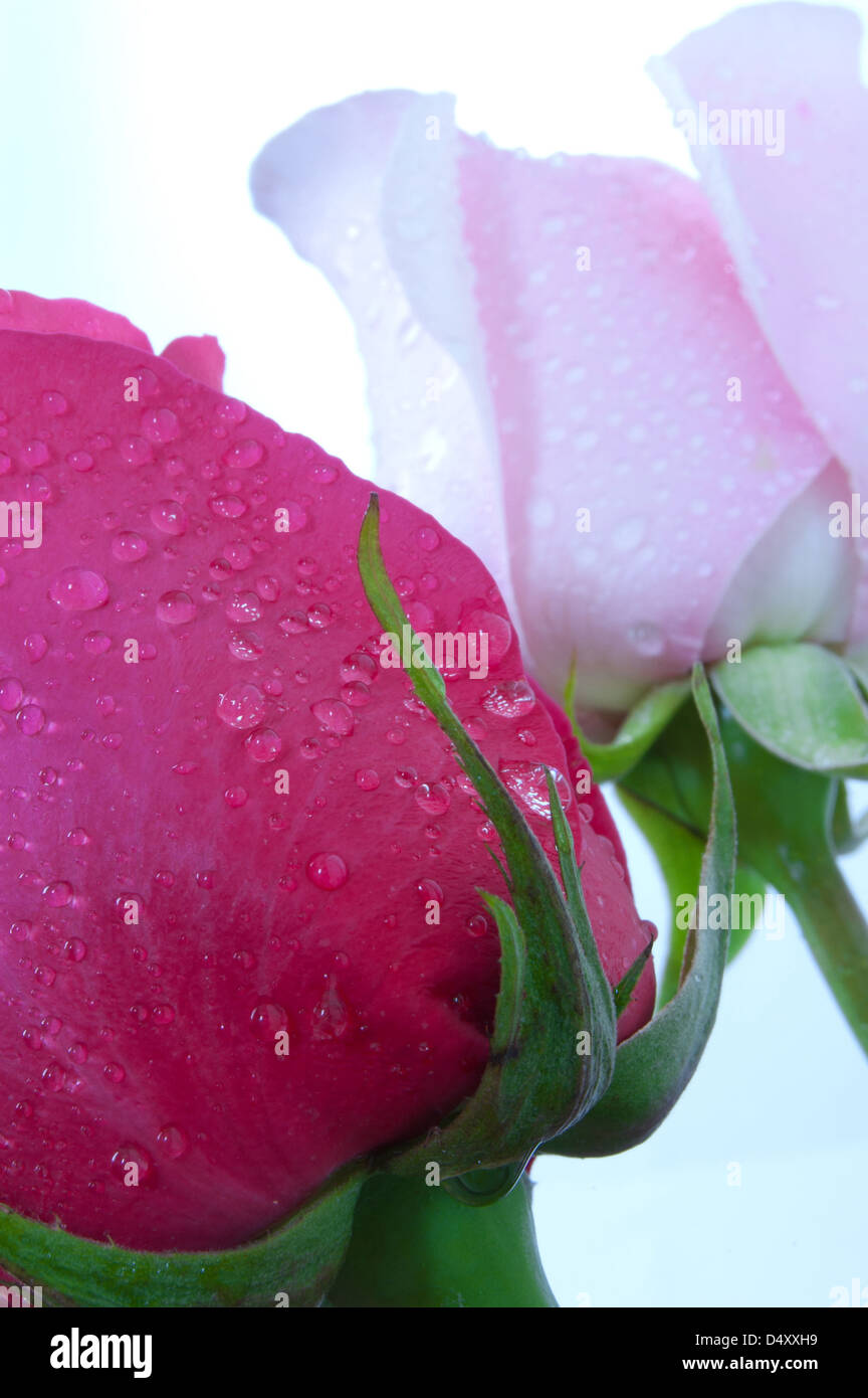 Two beautiful roses. one rose is pink and other rose is red.Roses are ...